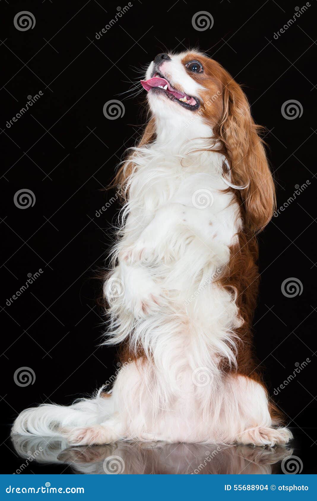 Red and White Cavalier King Charles Spaniel Stock Photo - Image of ...