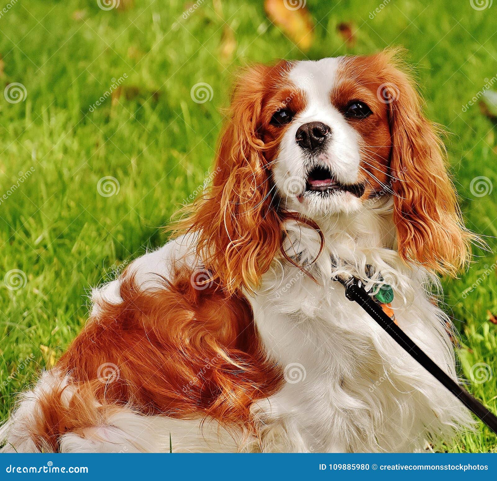 Red And White Cavalier King Charles Spaniel Lying On Green Grass During ...