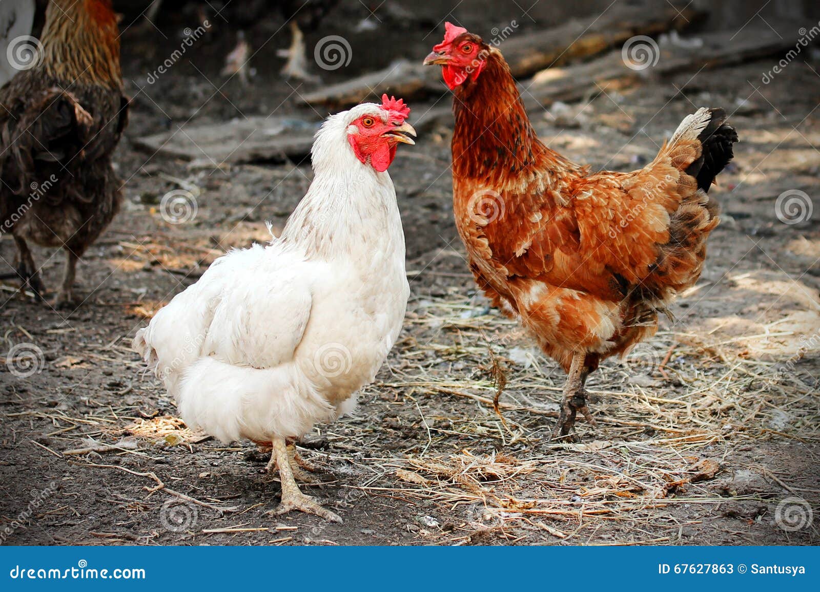 Red and white chicken stock image. Image of live, house - 67627863