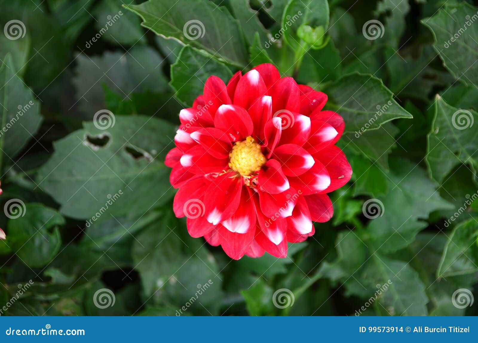 RED GARBERA stock photo. Image of beauty, gerbera, head - 99573914