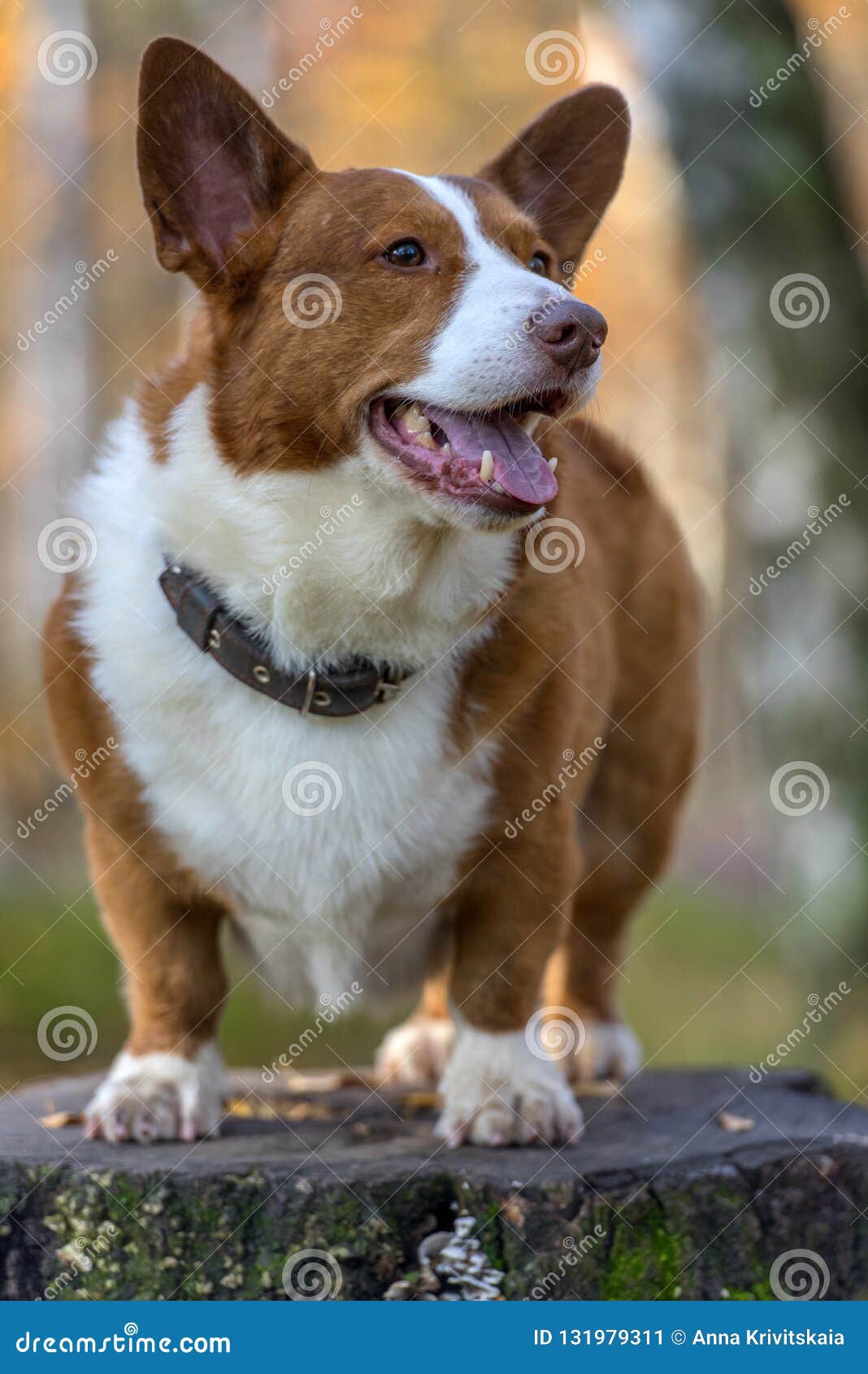 Red and White Corgi in the Autumn Forest Stock Image - Image of nature ...