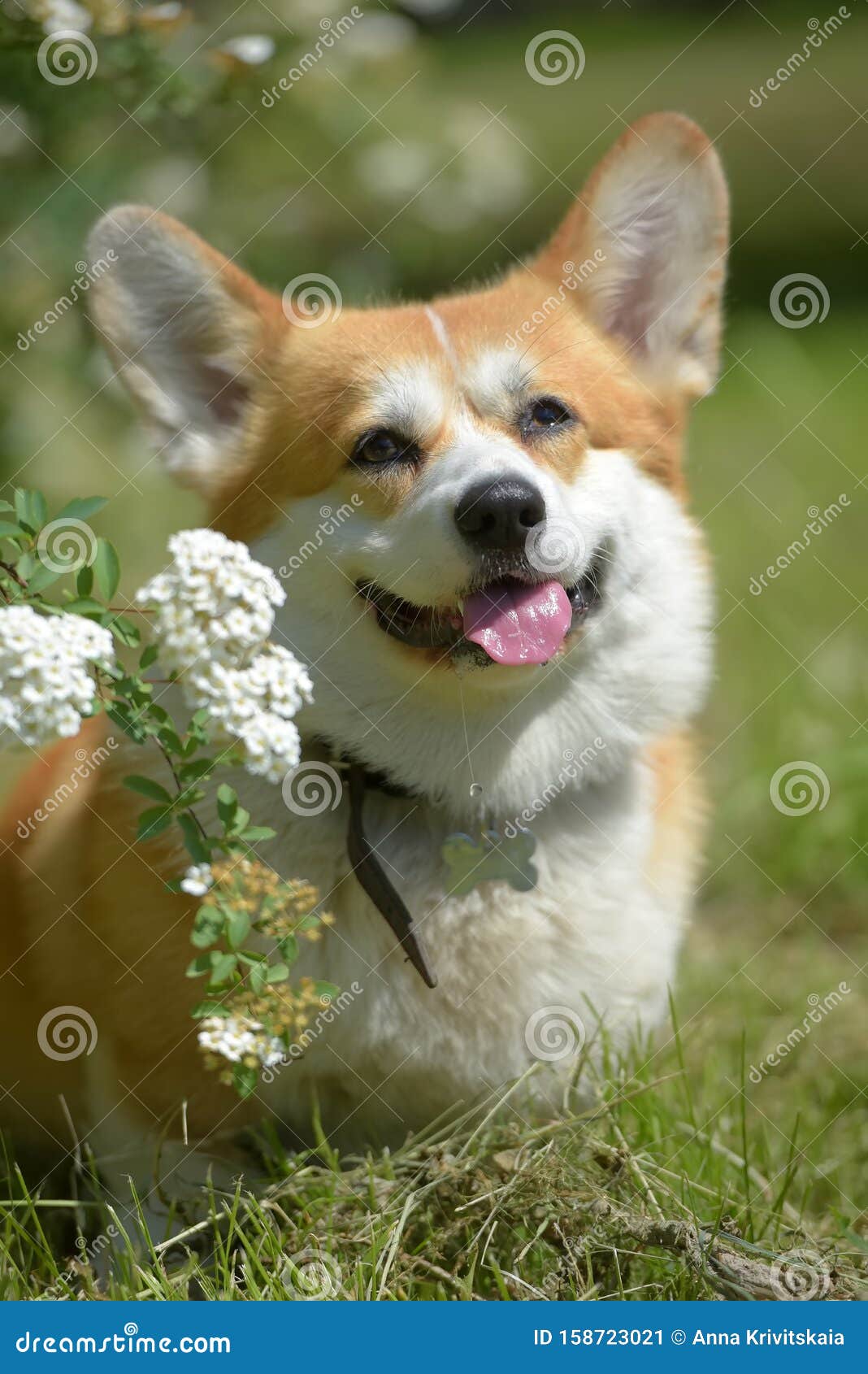 Red and White Corgi at a Flowering Bush Stock Image - Image of black ...