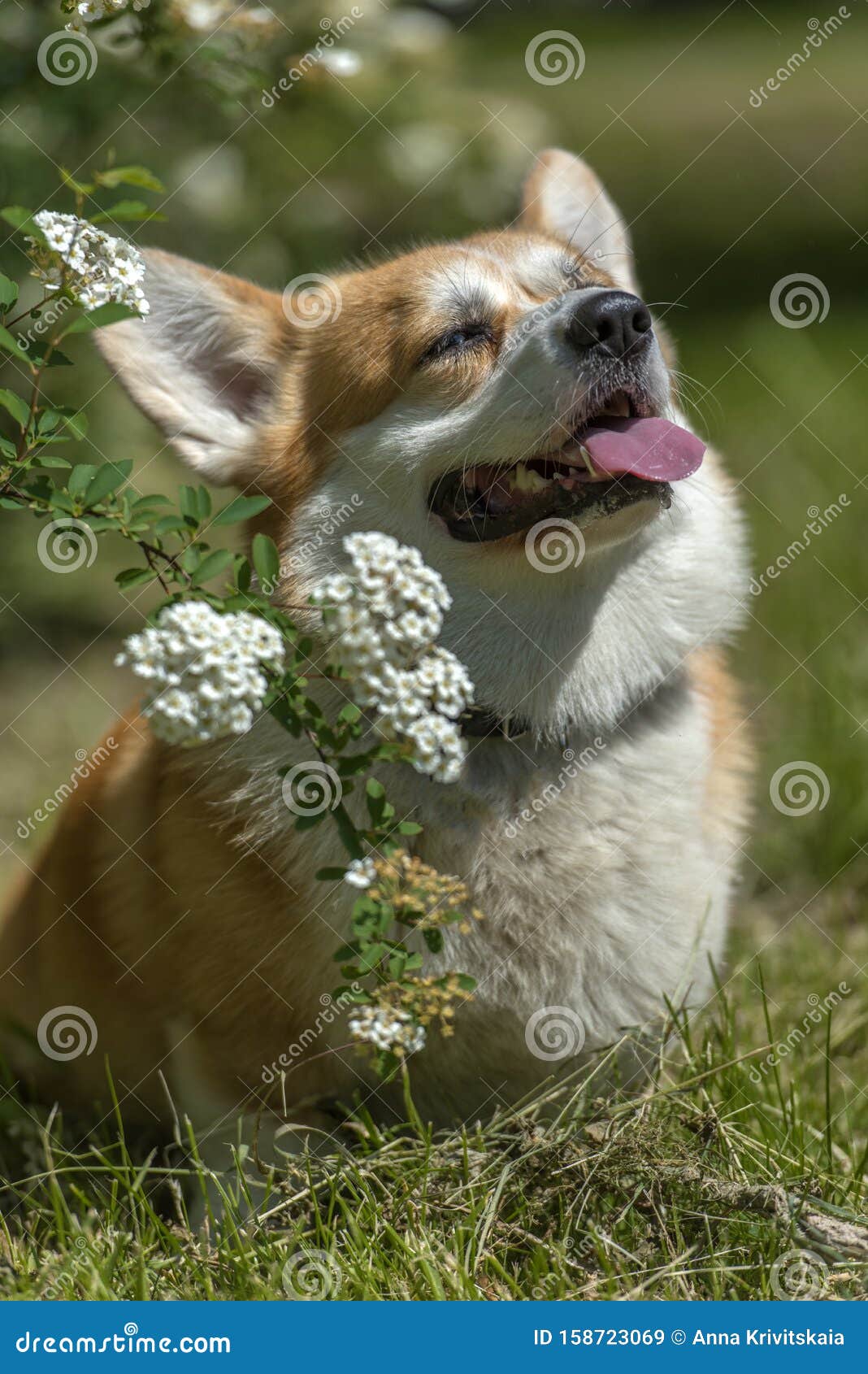 Red and White Corgi at a Flowering Bush Stock Image - Image of beauty ...