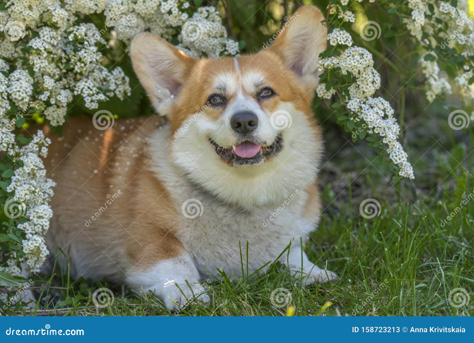 Red and White Corgi at a Flowering Bush Stock Image - Image of open ...
