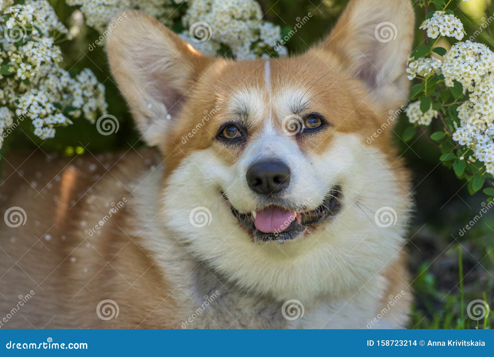 Red and White Corgi at a Flowering Bush Stock Photo - Image of corgi ...