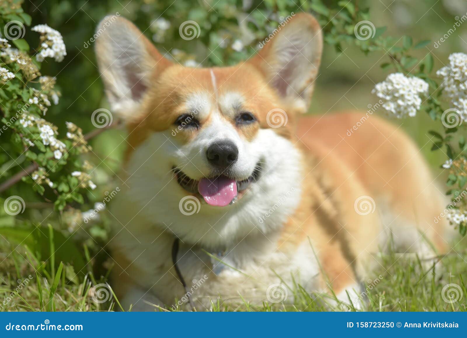 Red and White Corgi at a Flowering Bush Stock Photo - Image of bloom ...