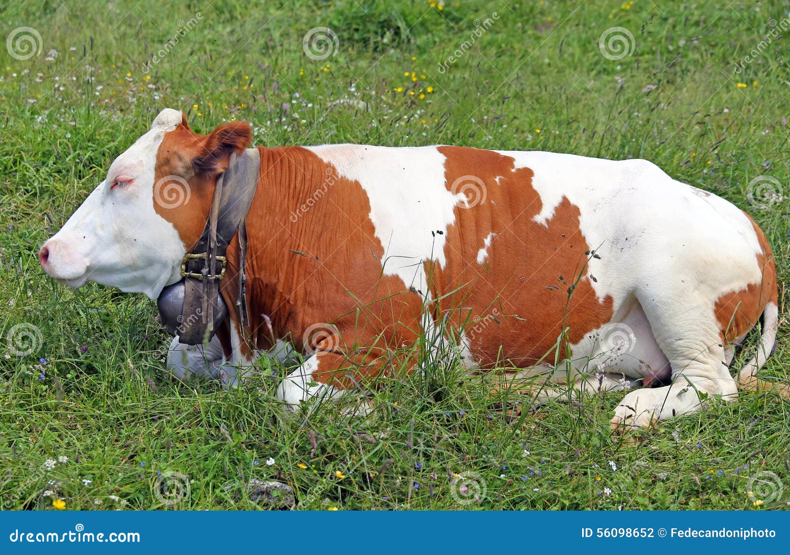 Red White Cow Stock Photos - Download 17,391 Royalty Free Photos