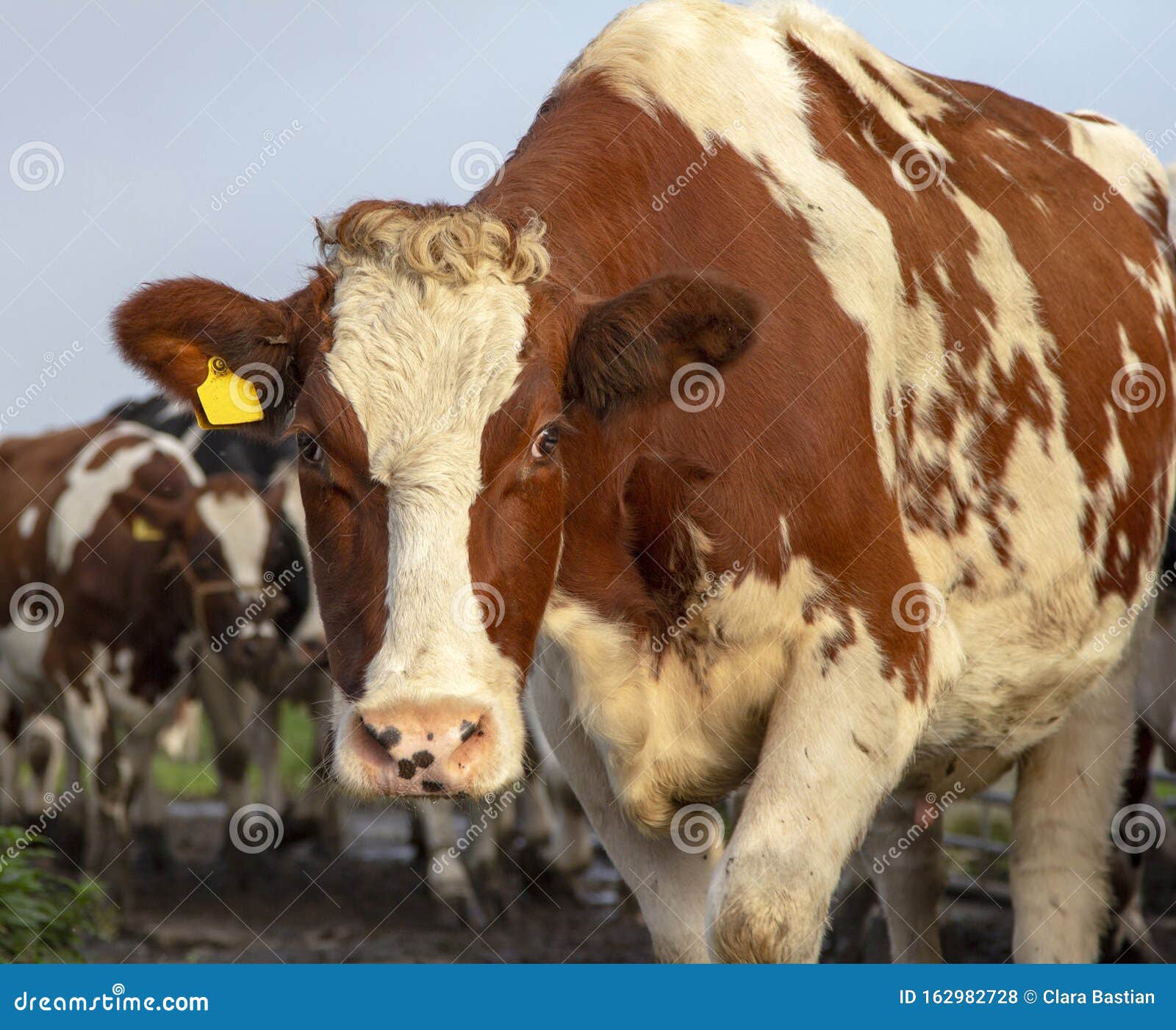 Red and White Cow in a Herd of Other Cows Stock Photo - Image of ...