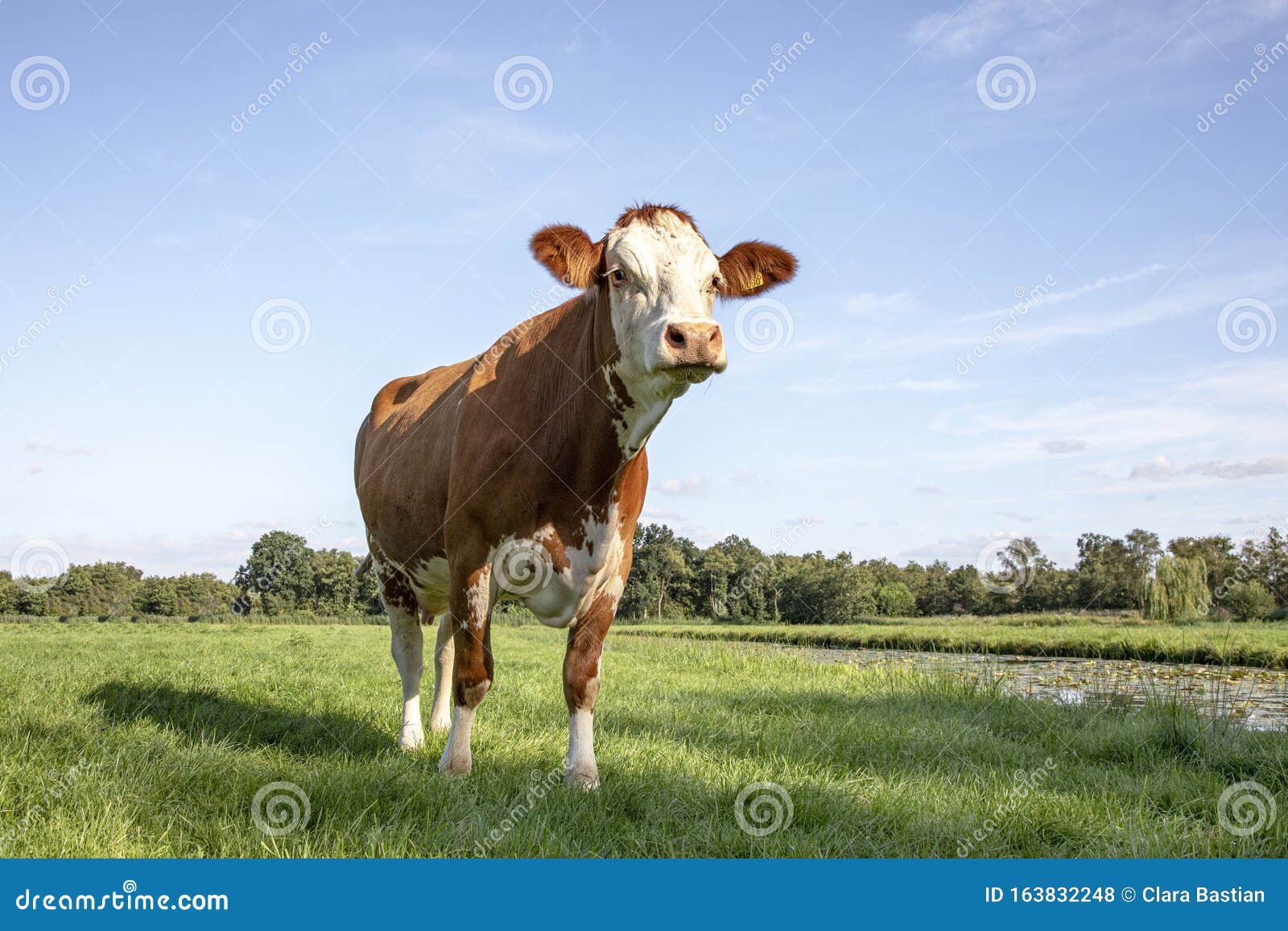 Red and White Cow is Provocative and Suspicious, Integral in Front of ...