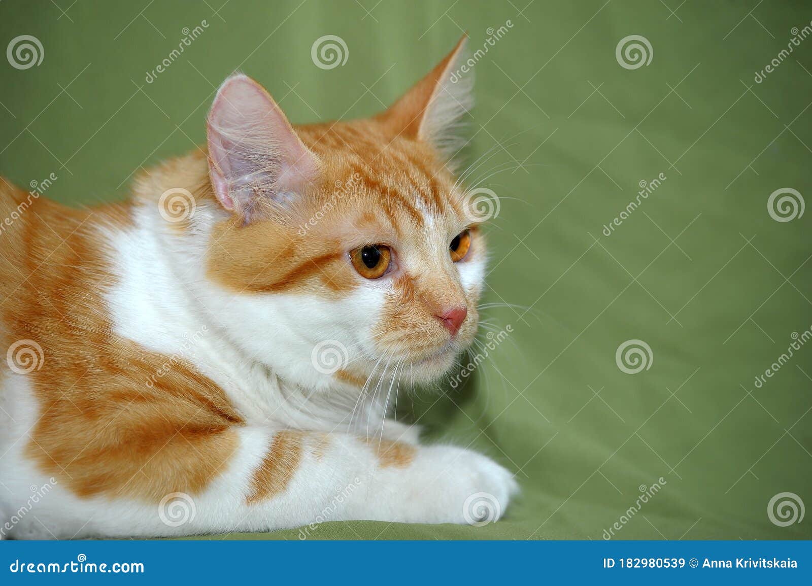 Red and white cat stock image. Image of curiosity, portrait - 182980539