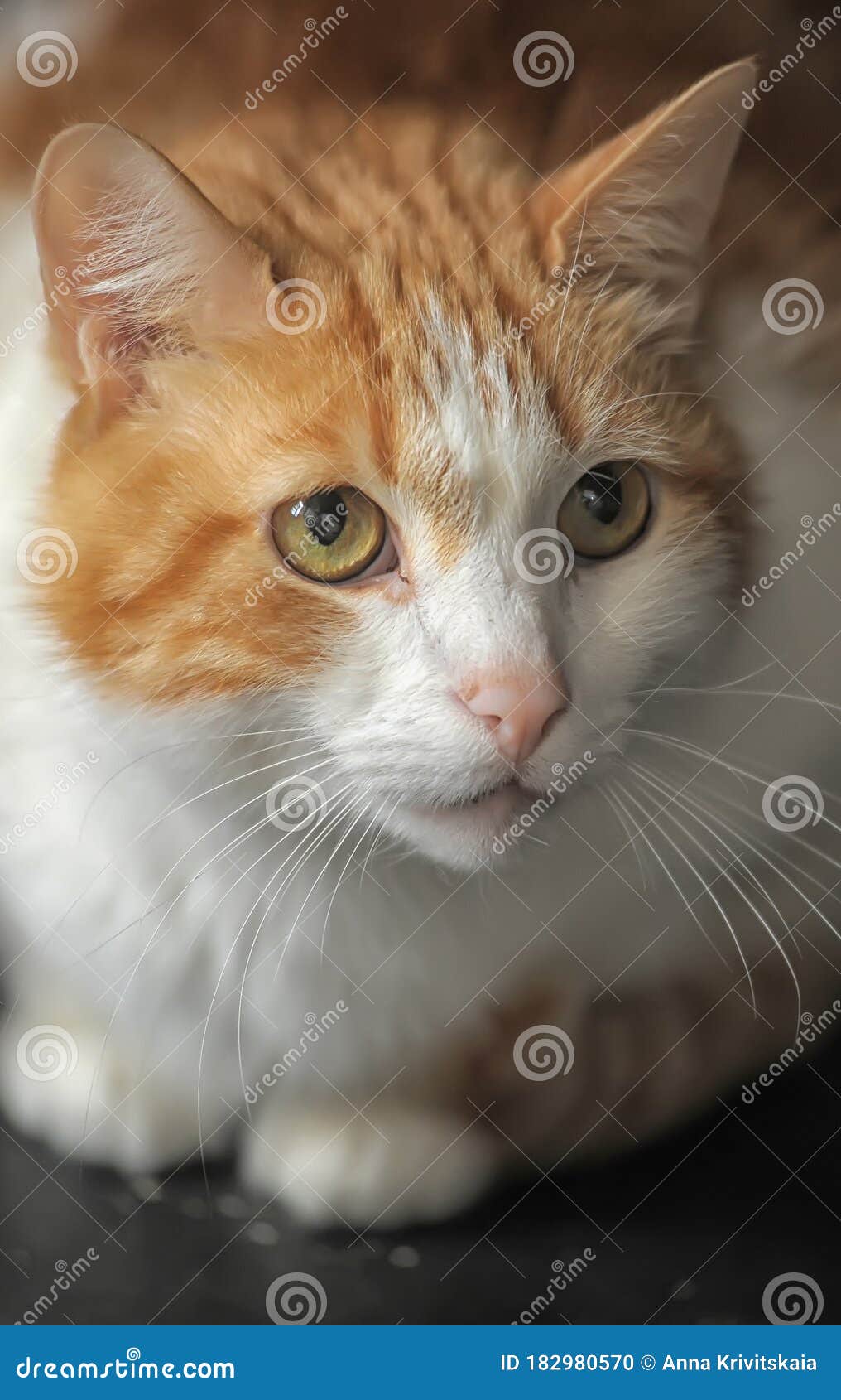 Red and white cat stock photo. Image of adorable, closeup - 182980570