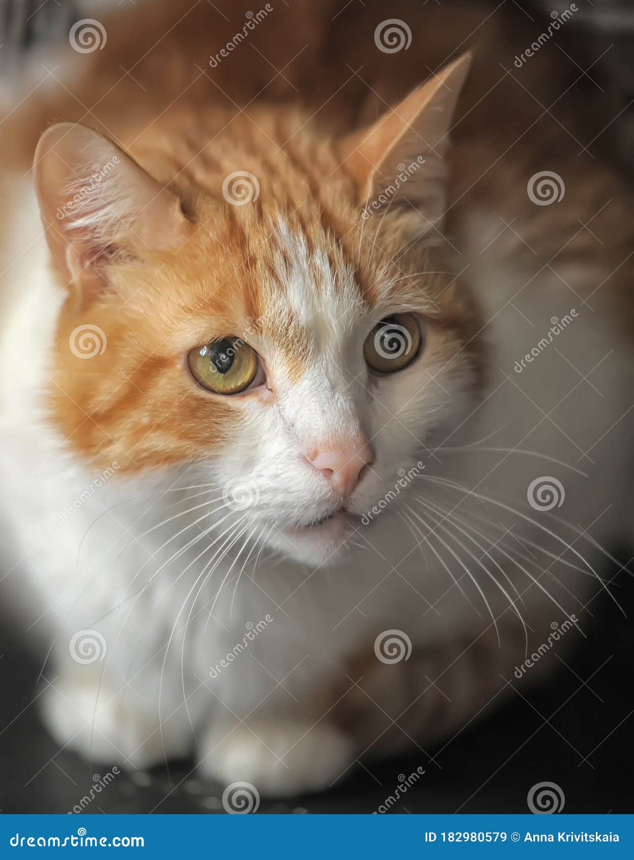 Red and white cat stock image. Image of concept, looking - 182980579