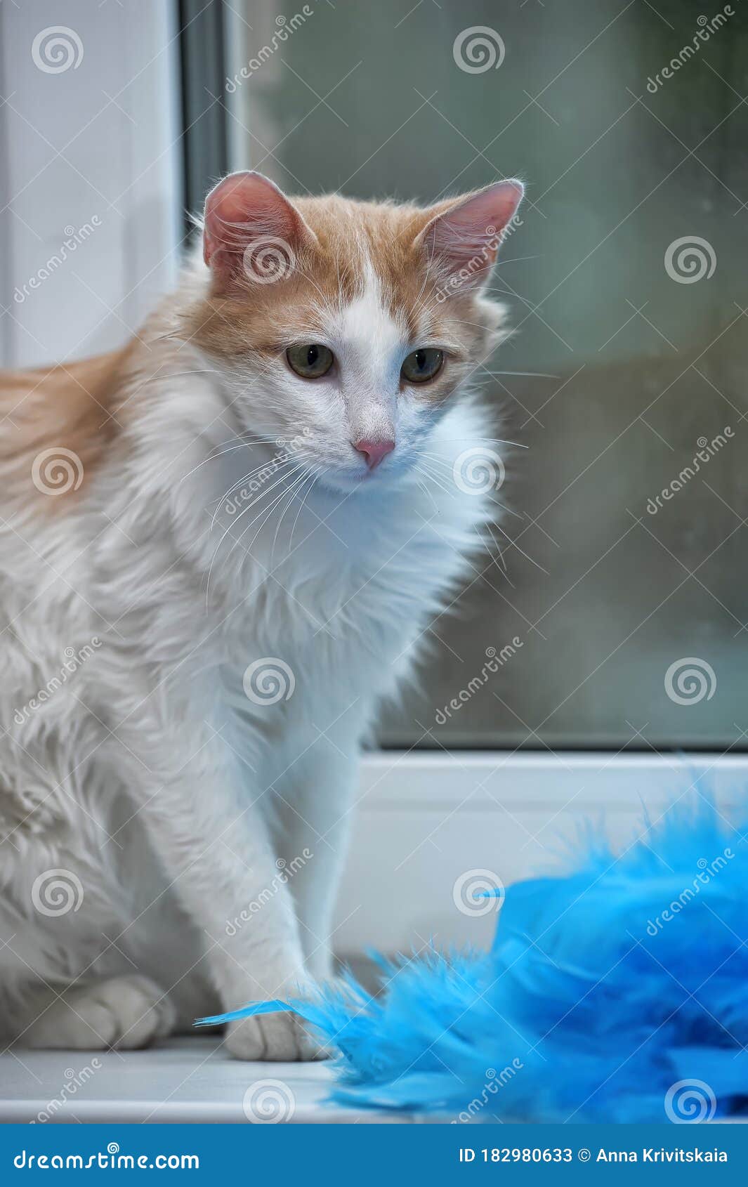 Red and white cat stock image. Image of doze, beautiful - 182980633