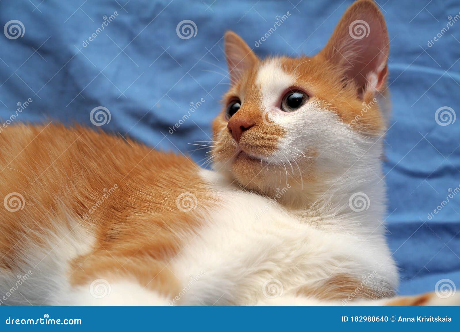 Red and white cat stock photo. Image of feline, nature - 182980640