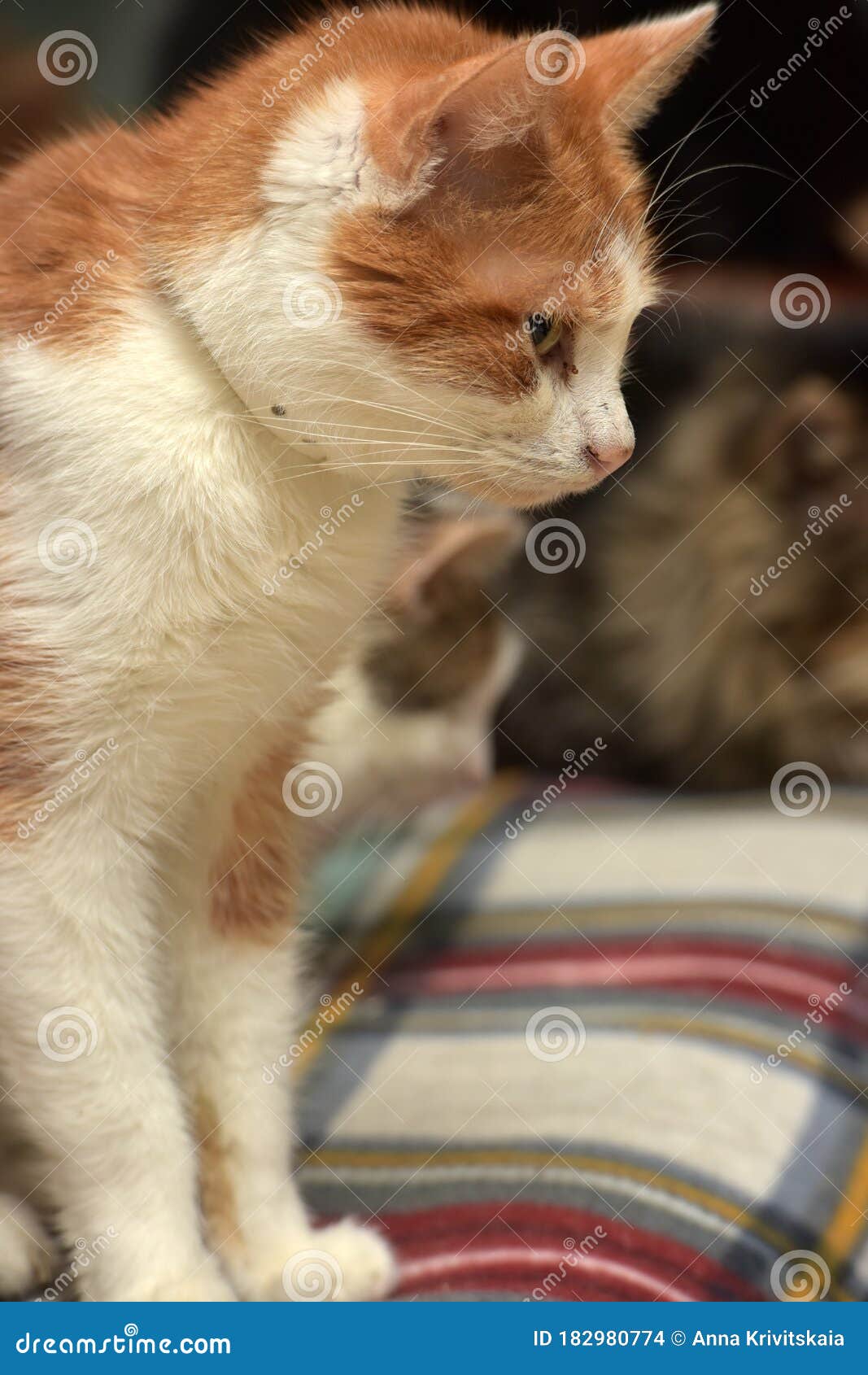 Red and white cat stock photo. Image of feline, creature - 182980774