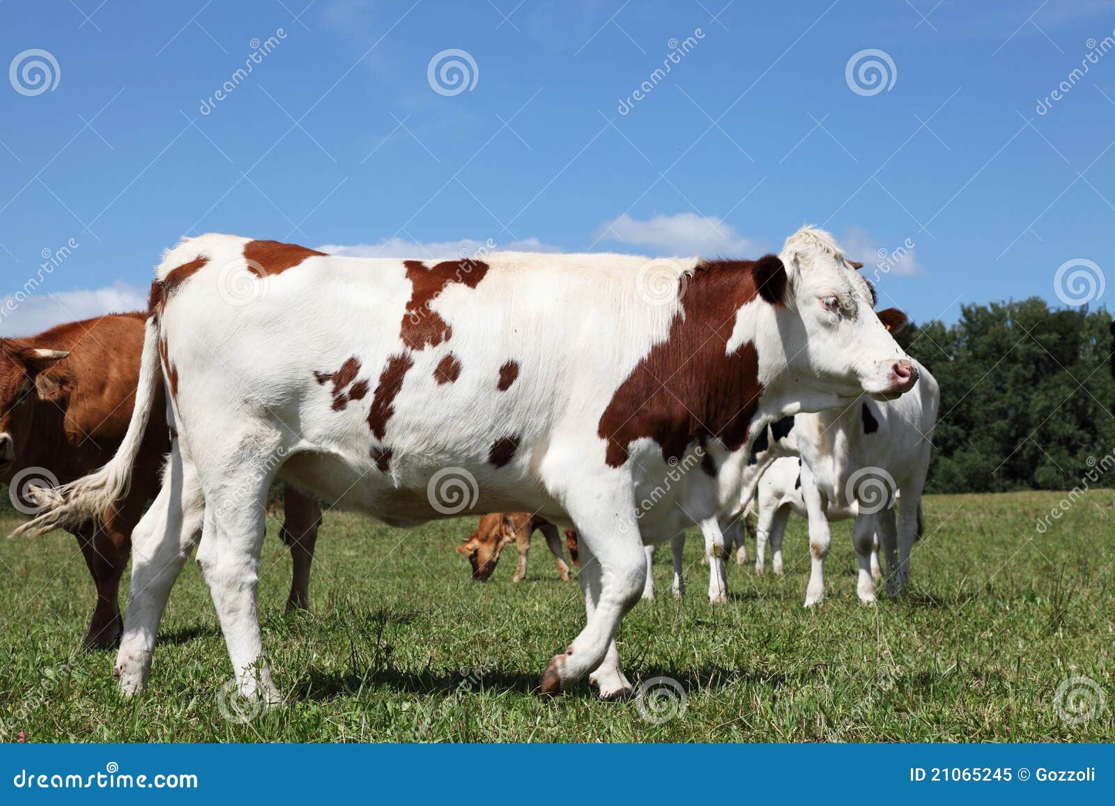 Red And White Dairy Cow Breeds at Faith Tart blog