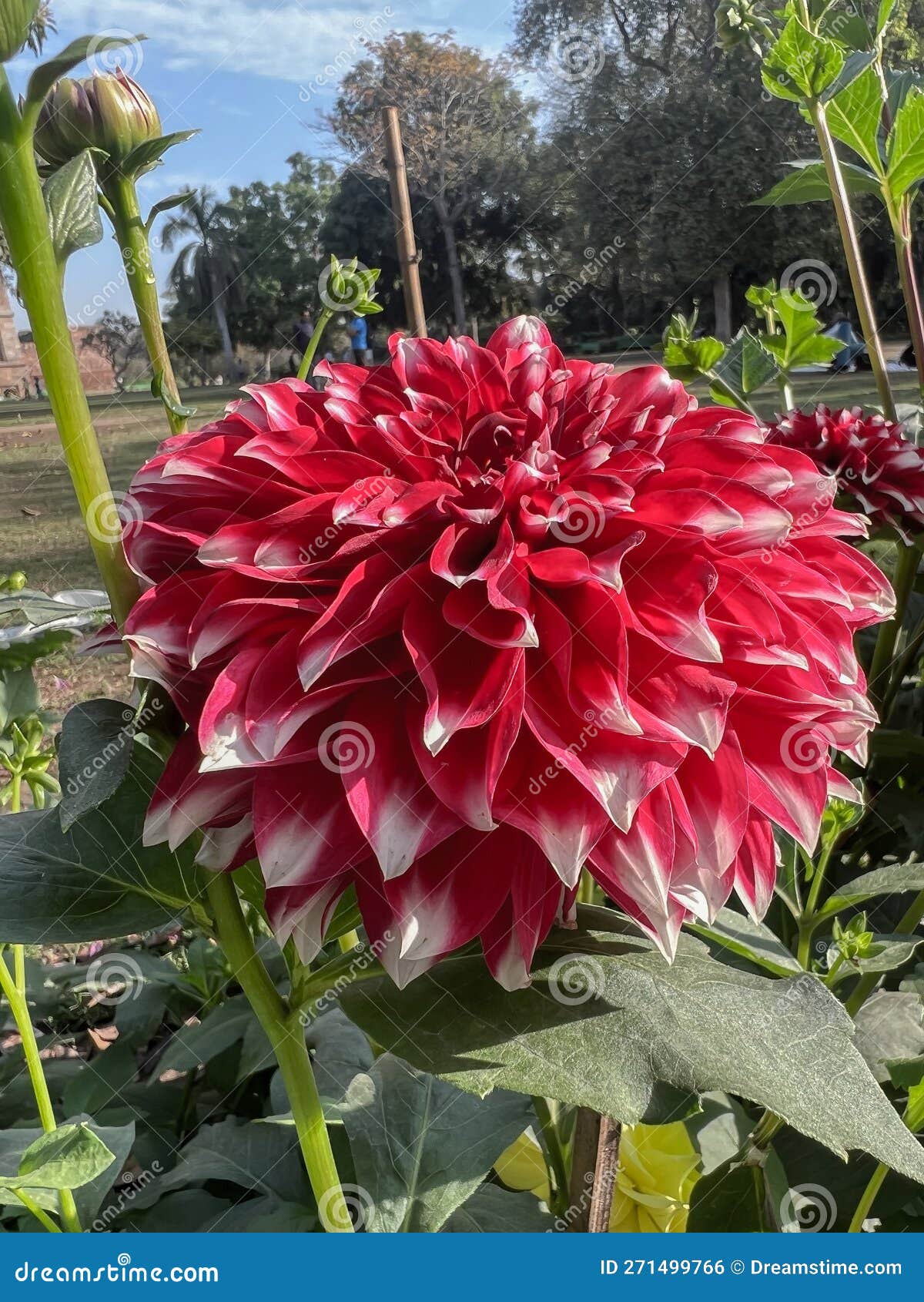 A Red and white Daliah stock photo. Image of green, orange - 271499766