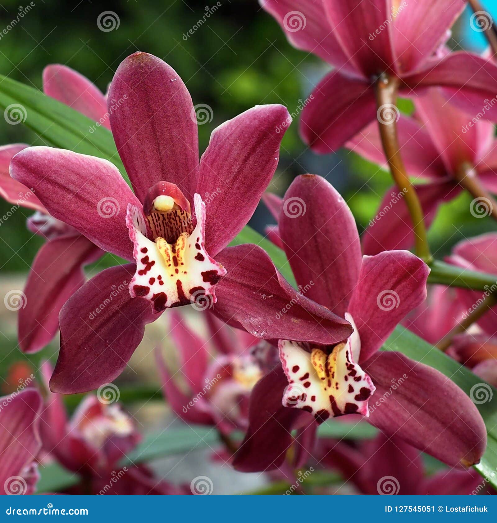 Red and White Dendrobium Orchid Stock Image - Image of bloom, white ...