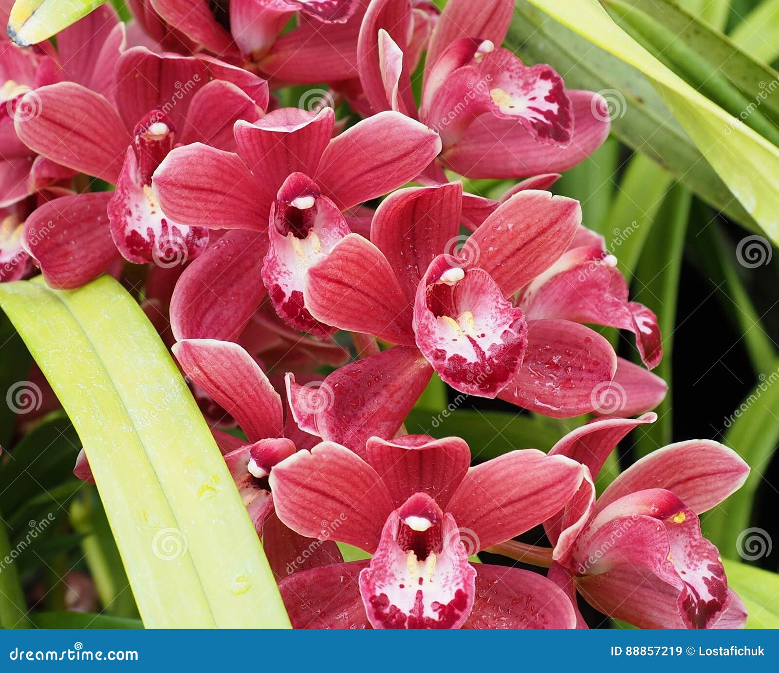 Red and White Dendrobium Orchid Stock Image - Image of petals, flower ...