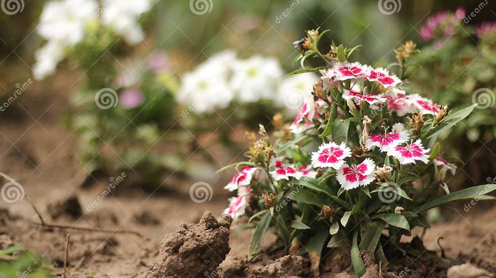 Red and White Dianthus Plant Stock Photo - Image of flower, dianthus ...
