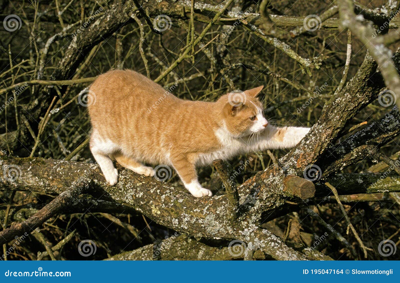 Red and White Domestic Cat Sharpening Claws on Branch Stock Photo ...