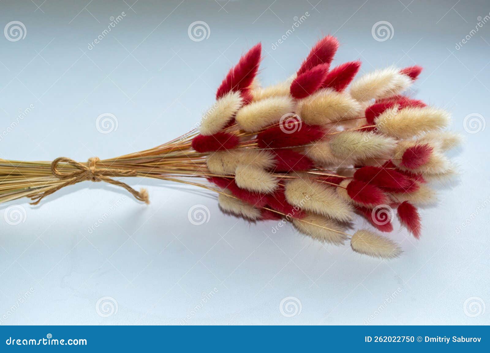 Red and White Dried Lagurus Flowers Stock Photo - Image of color, tail ...