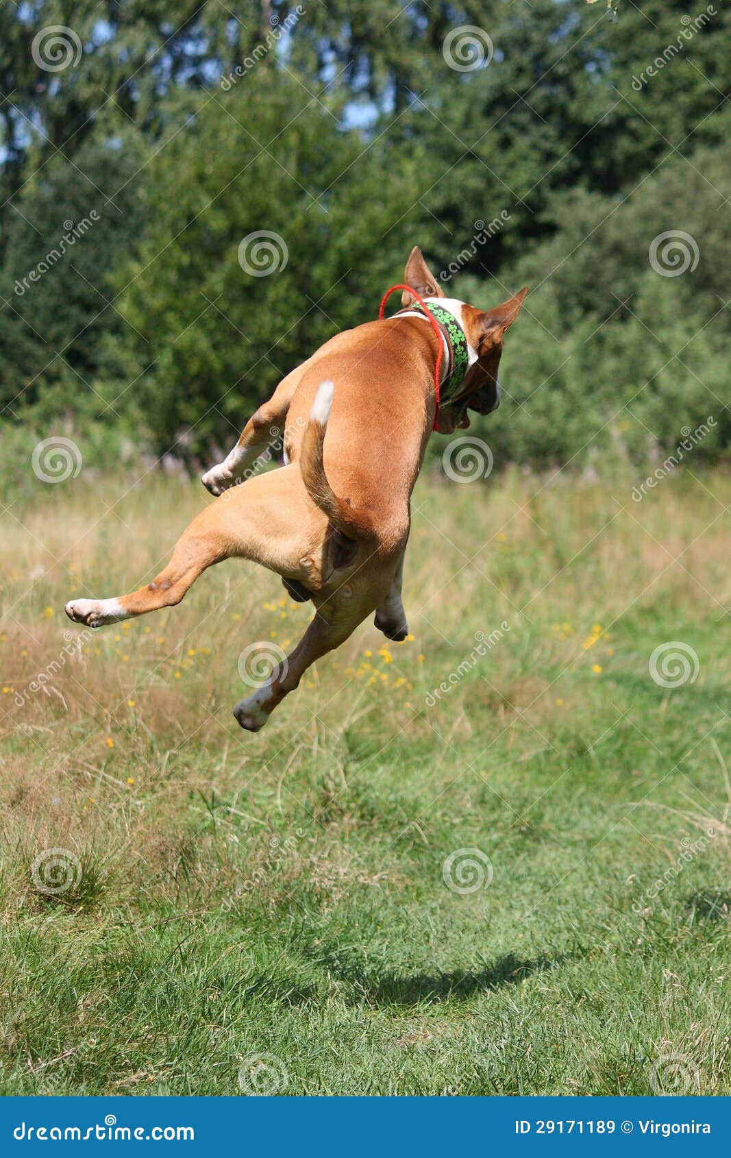 Red and White English Bull Terrier Jumping in the Air Stock Image ...