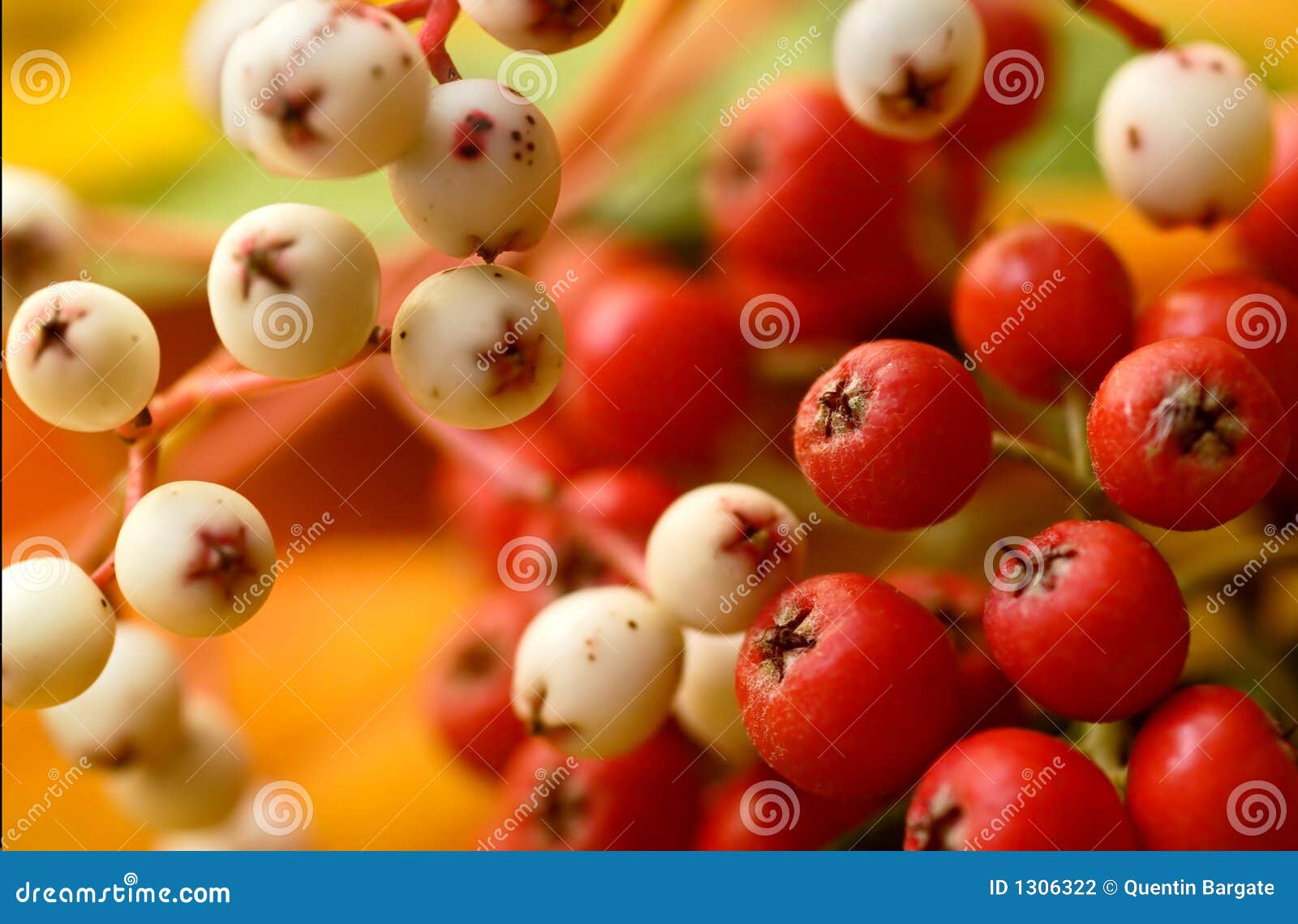 Red and white fall berries stock photo. Image of harvest - 1306322