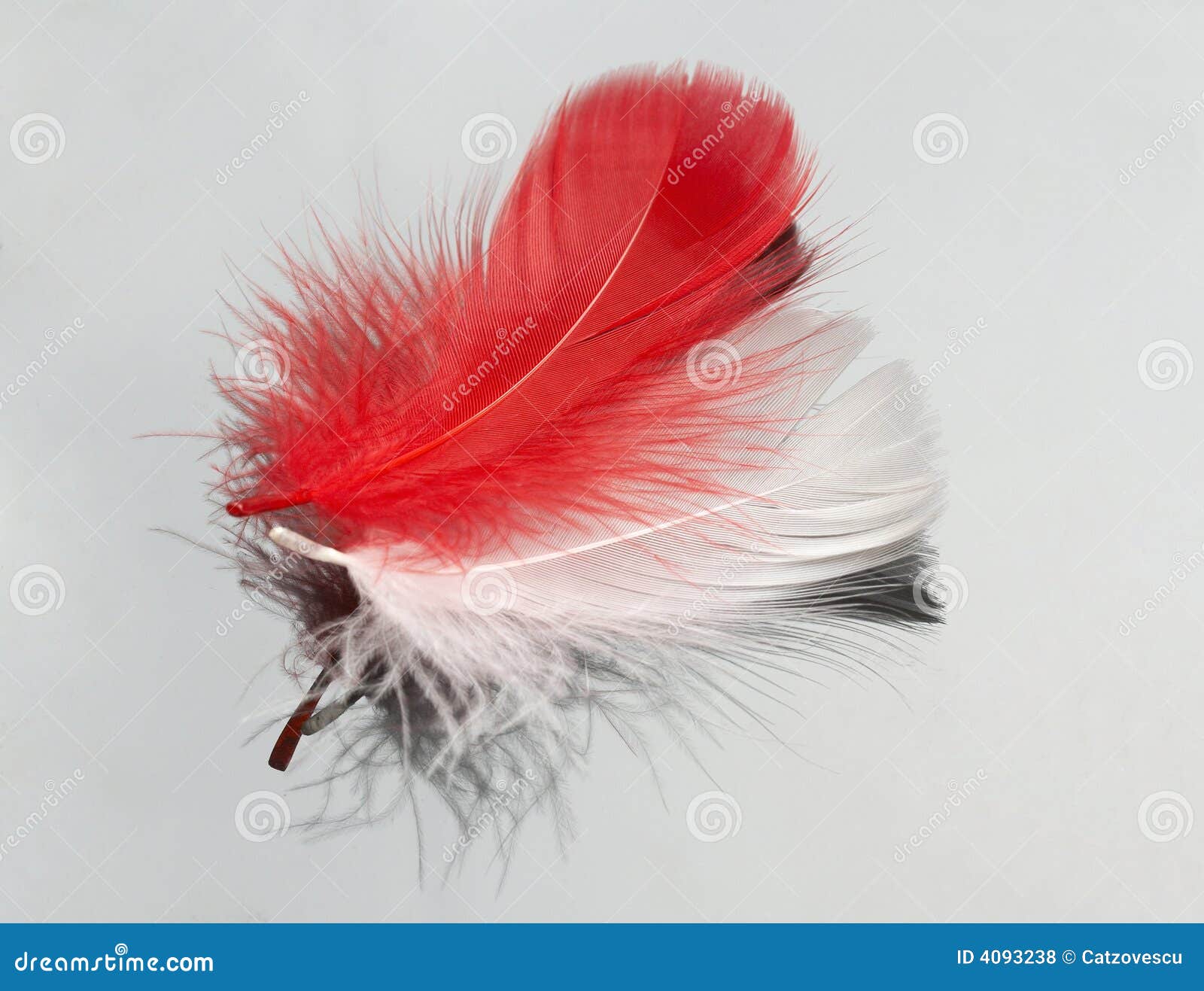 Red and white feathers stock photo. Image of tender, passion - 4093238