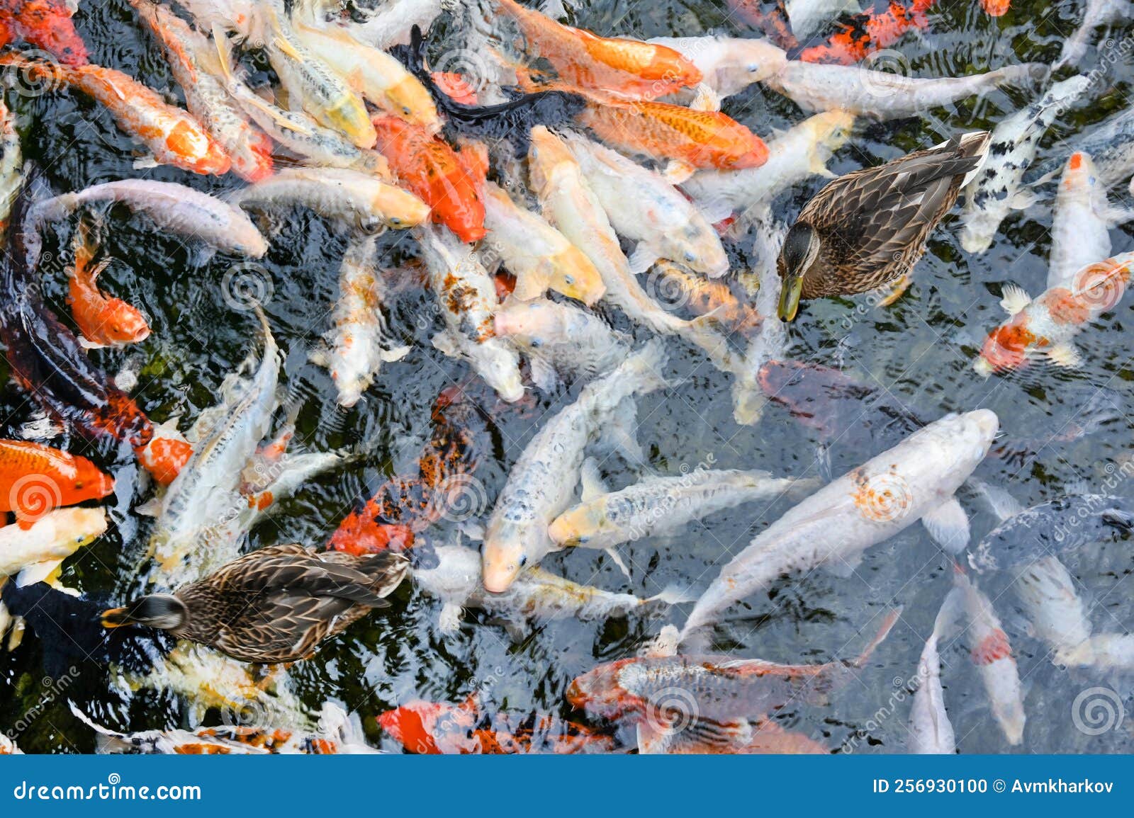 Red and white fish stock photo. Image of goldfish, color - 256930100
