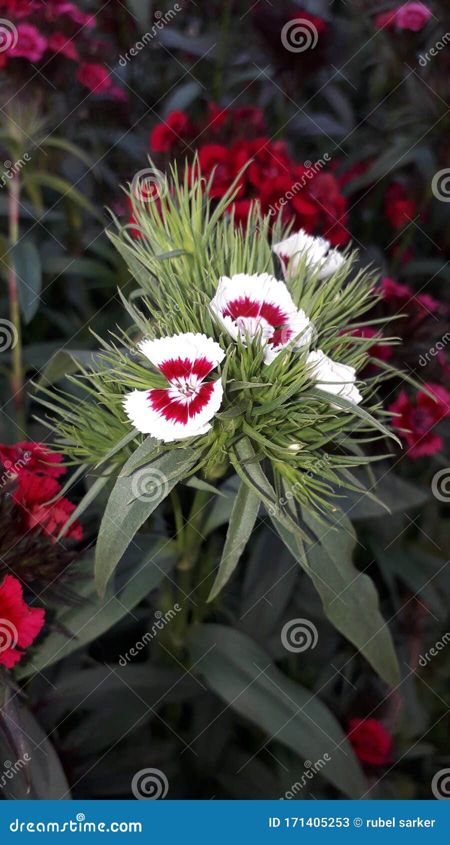 Red White flower stock image. Image of white, flower - 171405253