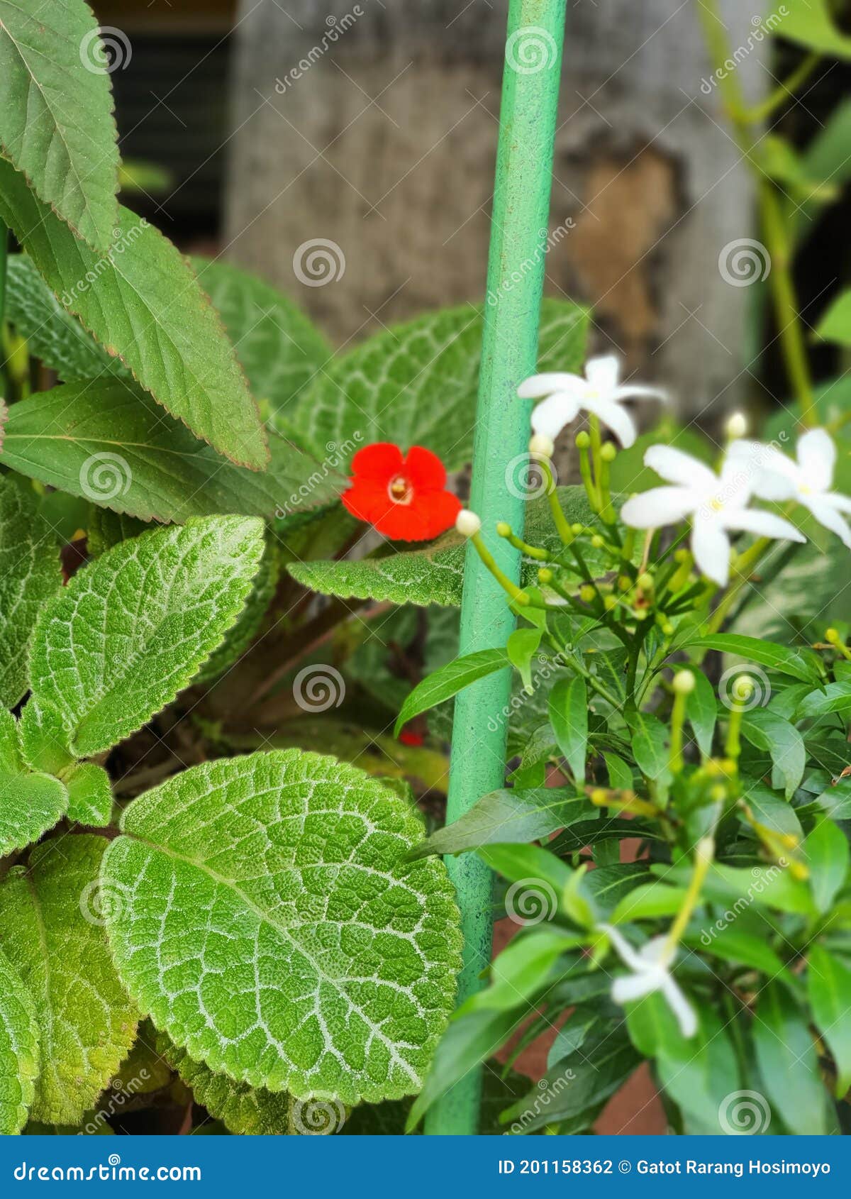 Red and white flower stock photo. Image of garden, wildflower - 201158362