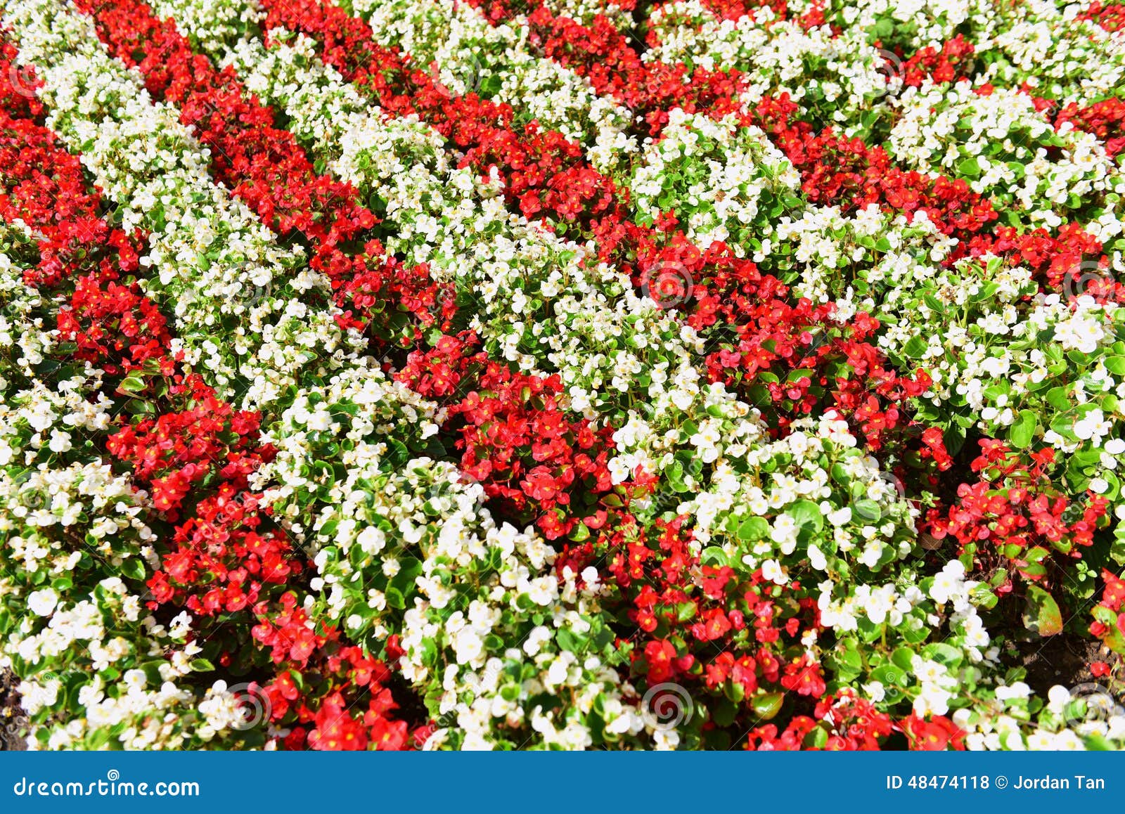 Red & White Flower Bed Stock Photo - Image: 48474118