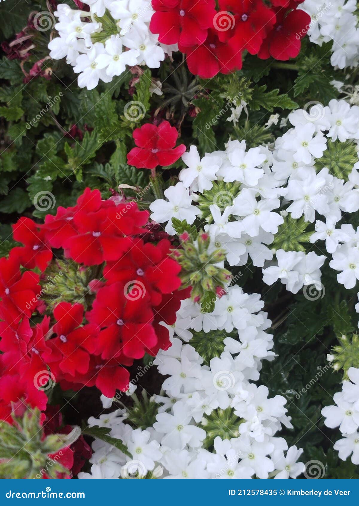 Red and white flowers stock image. Image of colourful - 212578435