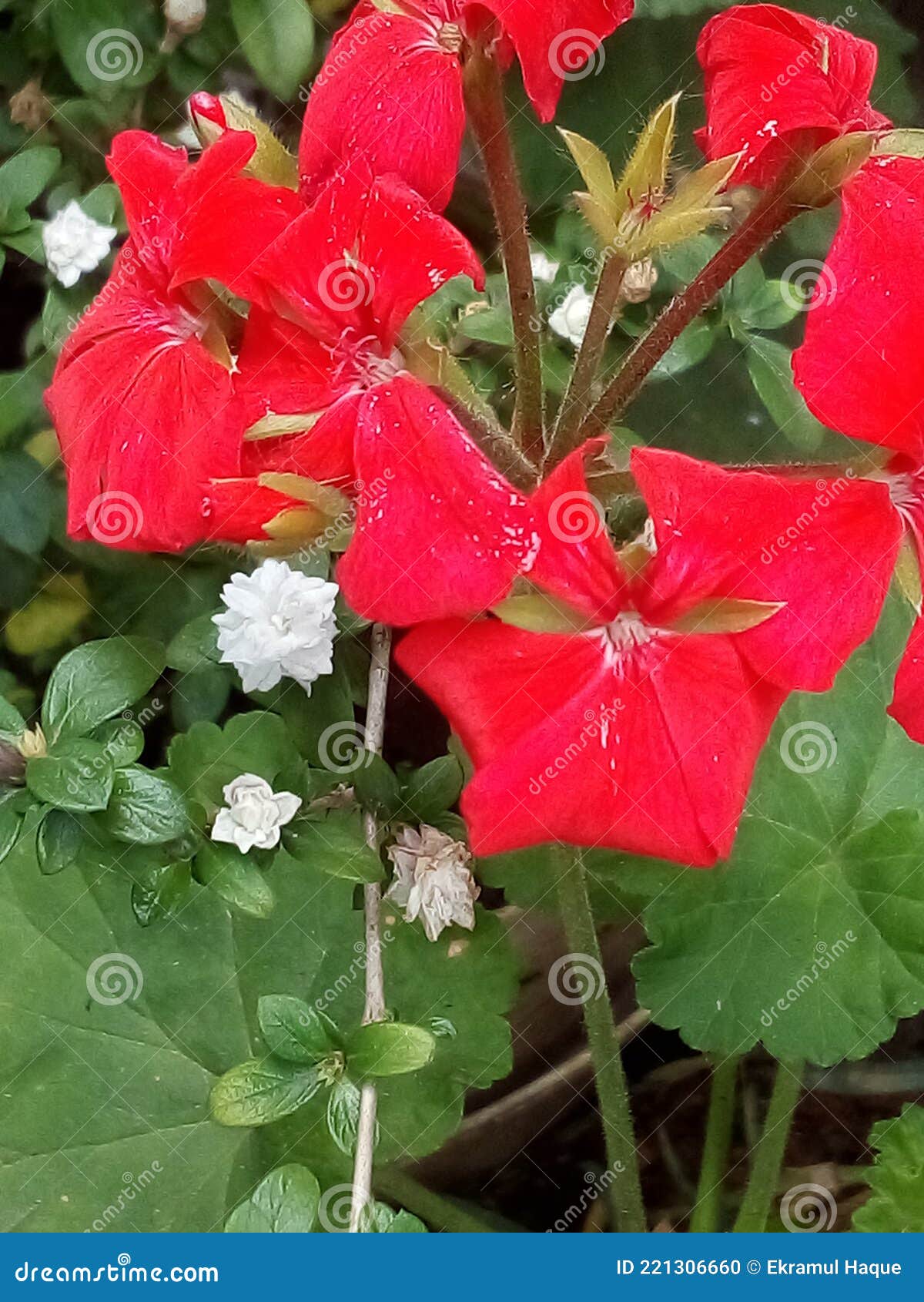 Red and white flowers stock photo. Image of rose, tree - 221306660