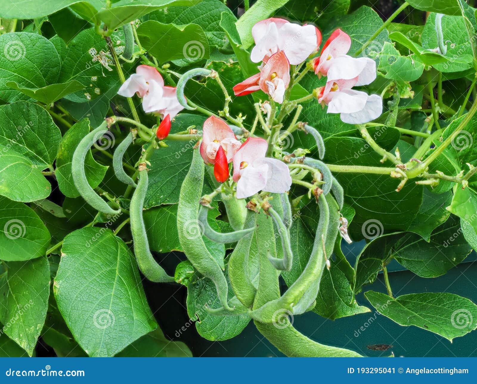 Flowers and Developing Beans on a Hestia Dwarf Bean Plant Stock Image ...
