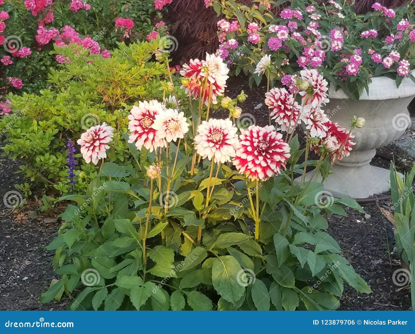 Red and White Flowers stock photo. Image of petal, mystic - 123879706