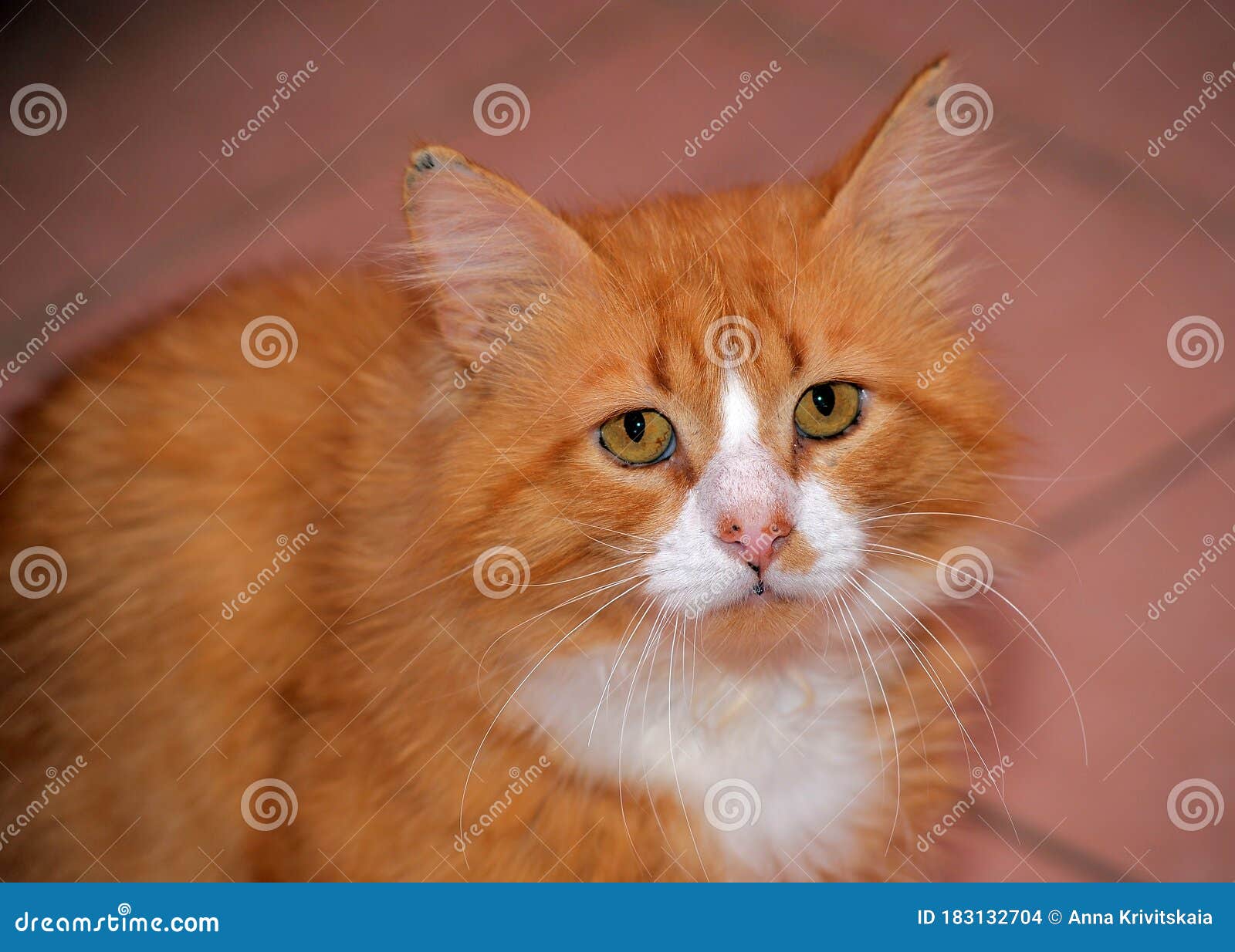 Red and white sad cat stock photo. Image of orange, house - 183132704