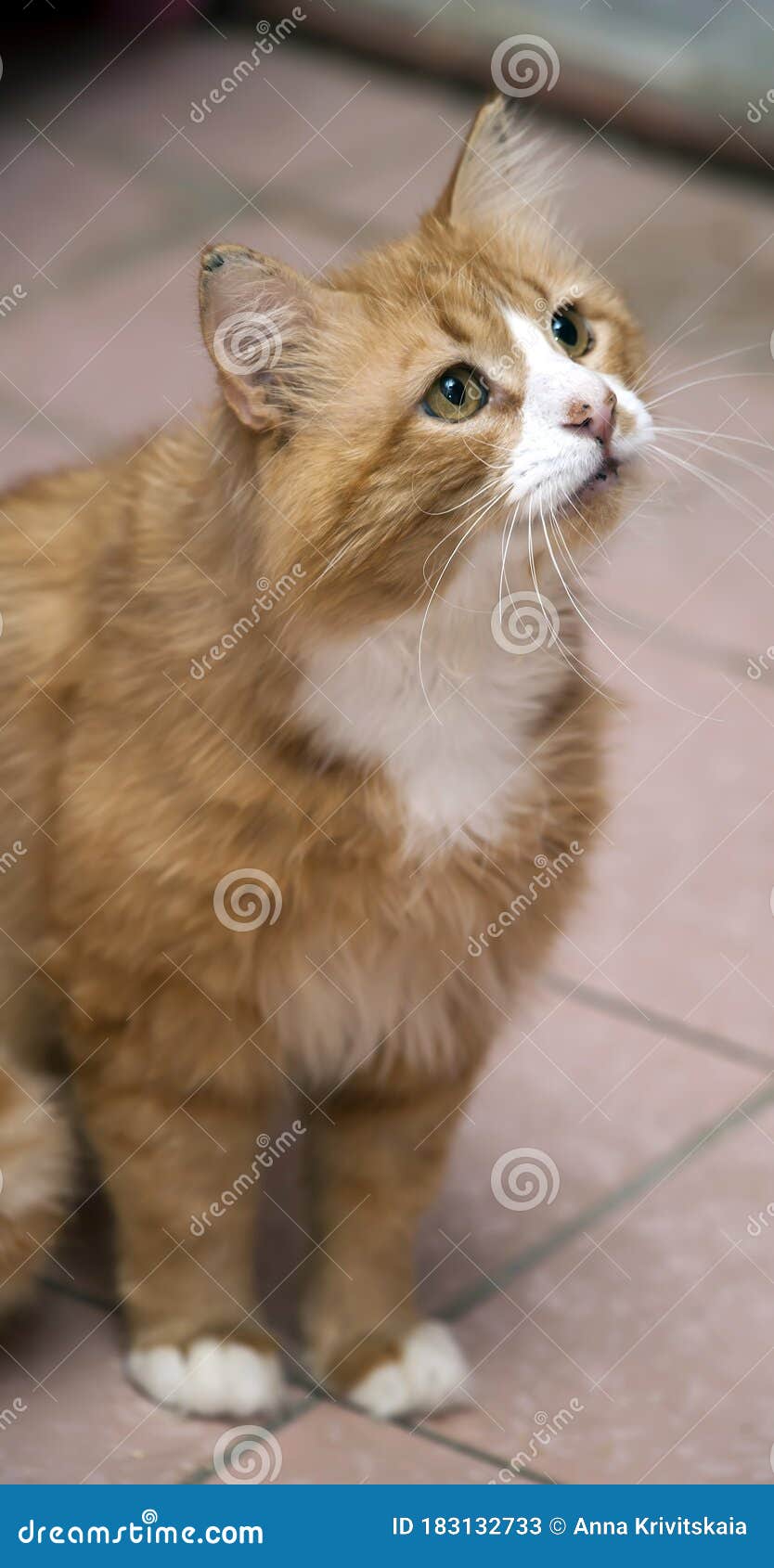 Red and white sad cat stock image. Image of posing, nature - 183132733