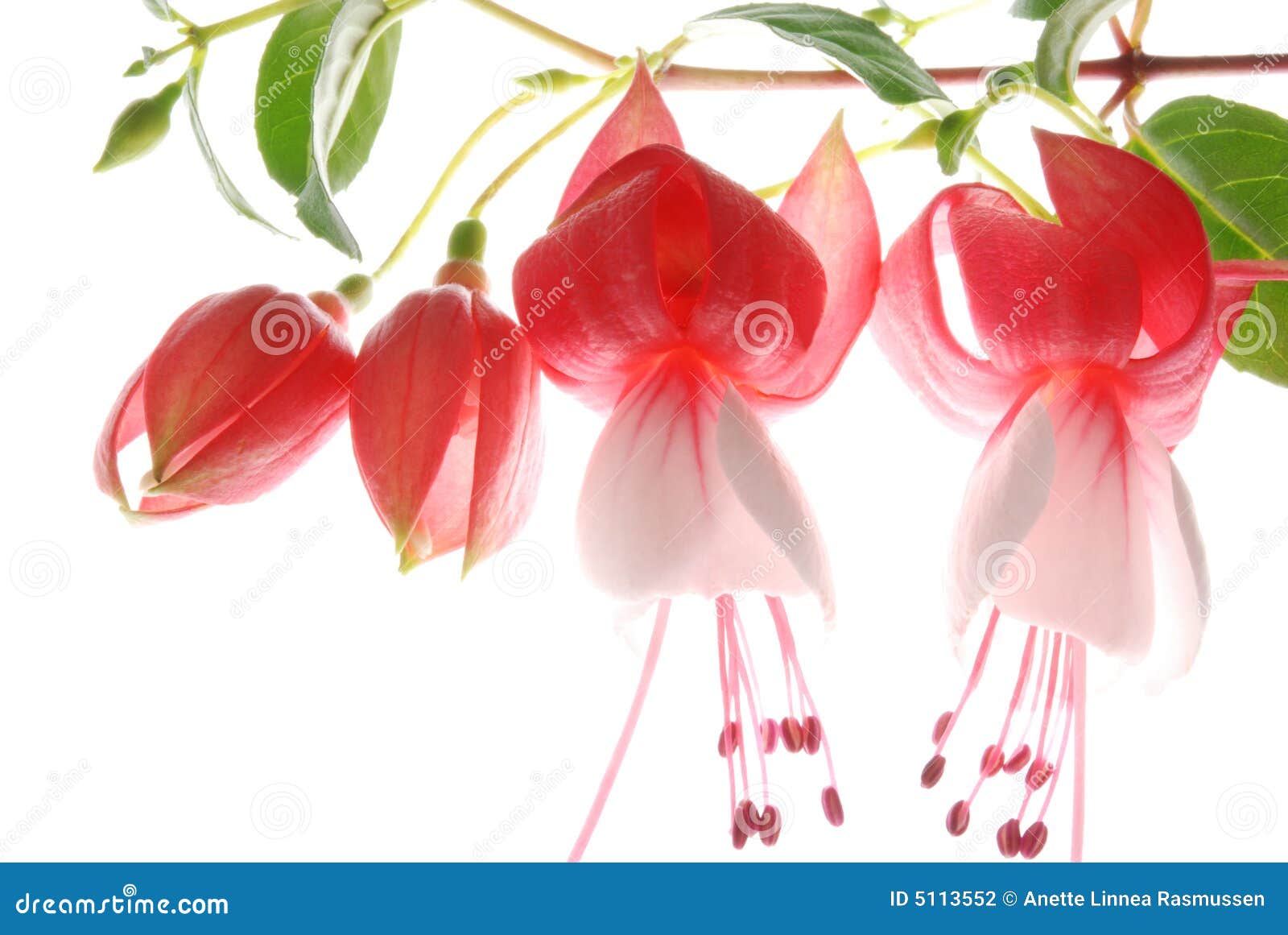 Red and white fuchsia stock photo. Image of stamen, blossom - 5113552