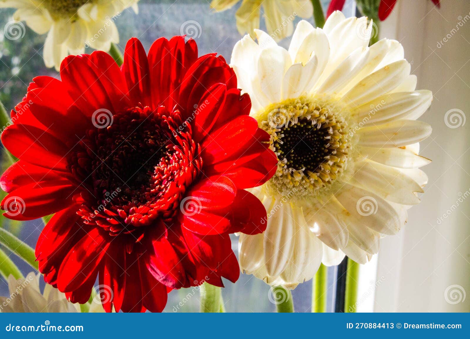 Gebera Daisies Flowers On Black Background Stock Photography ...