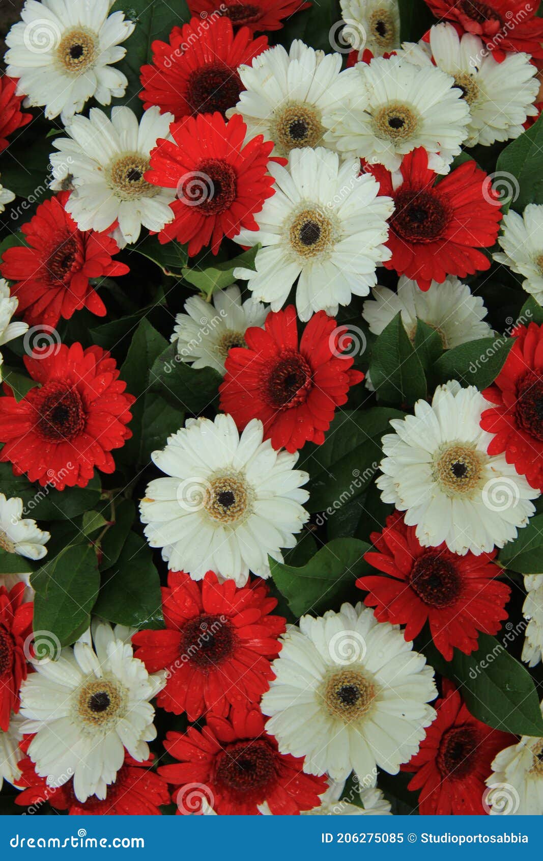 Red and white gerberas stock image. Image of colors - 206275085