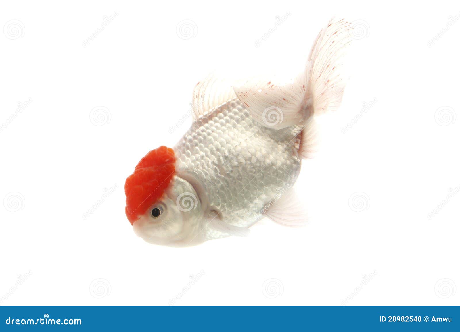 Red and White Goldfish stock photo. Image of domestic - 28982548