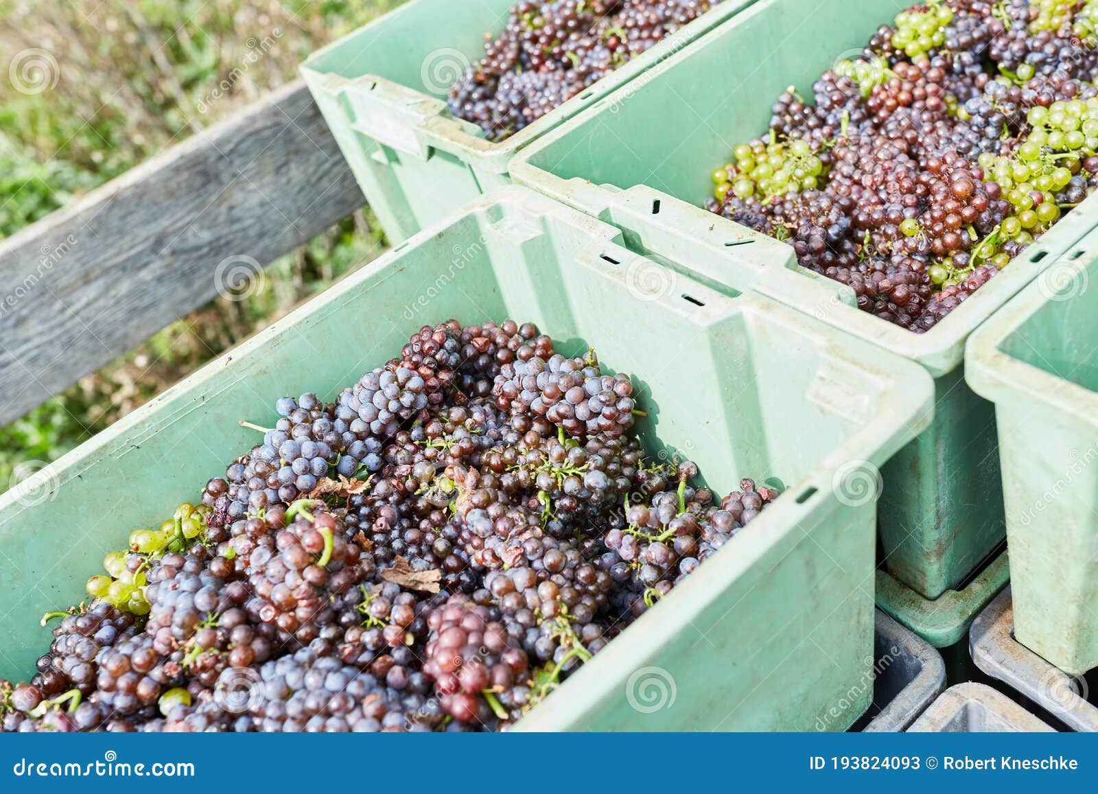 Red and White Grapes in Boxes Stock Image - Image of winery, fresh ...