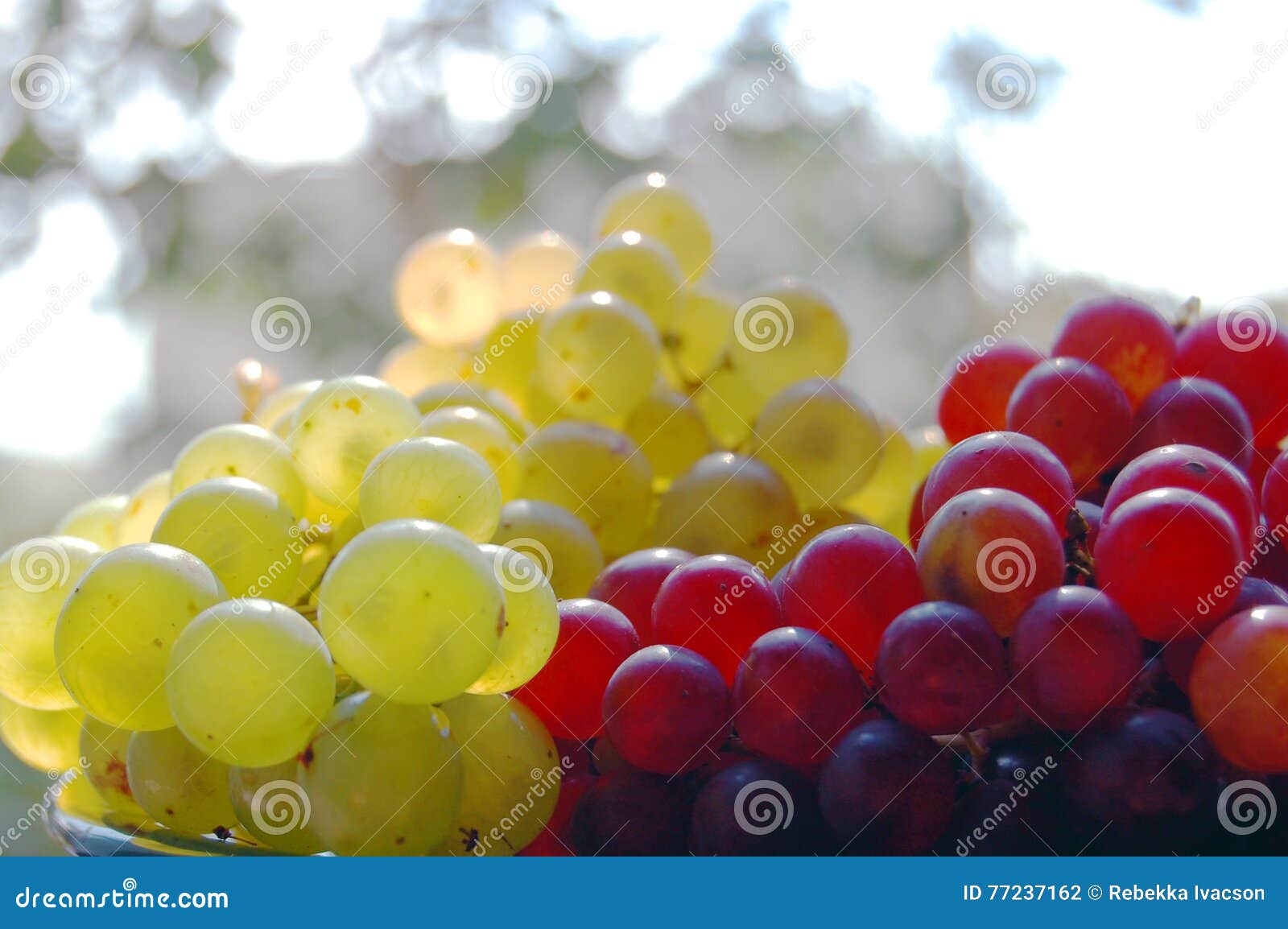 Red and white grapes stock photo. Image of agriculture - 77237162