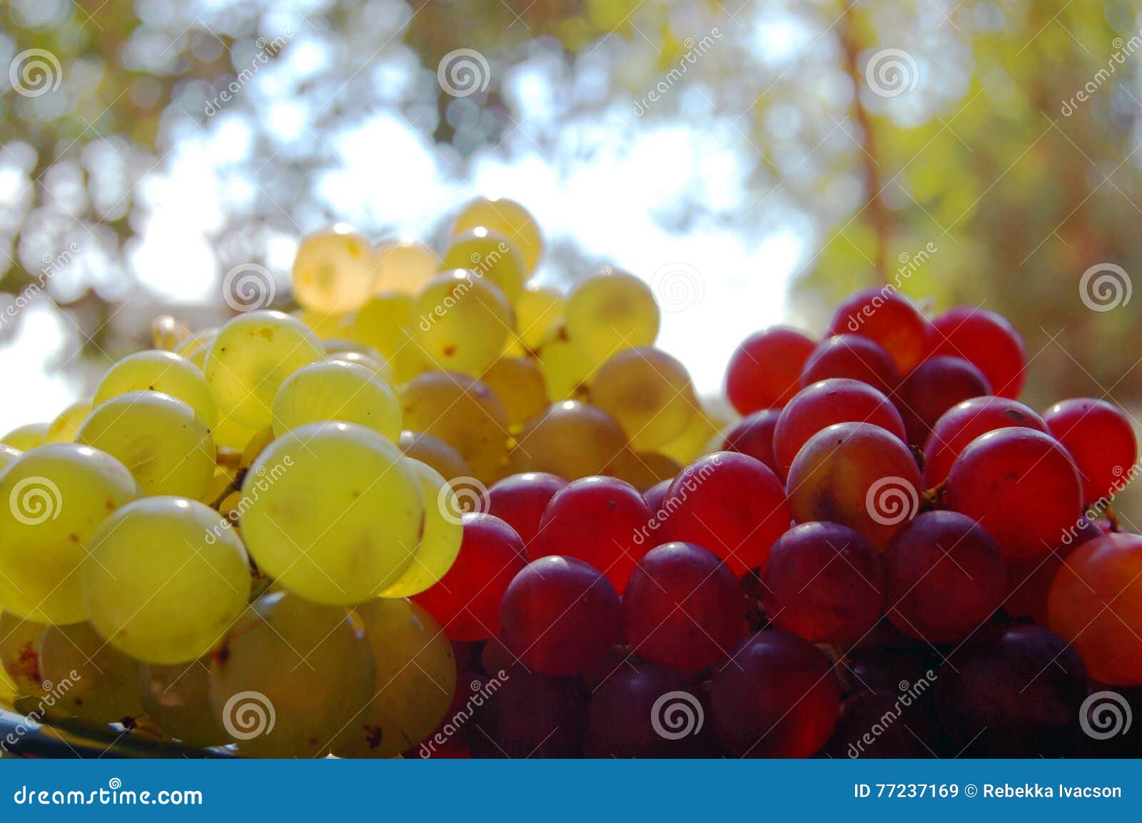 Red and white grapes stock image. Image of agriculture - 77237169