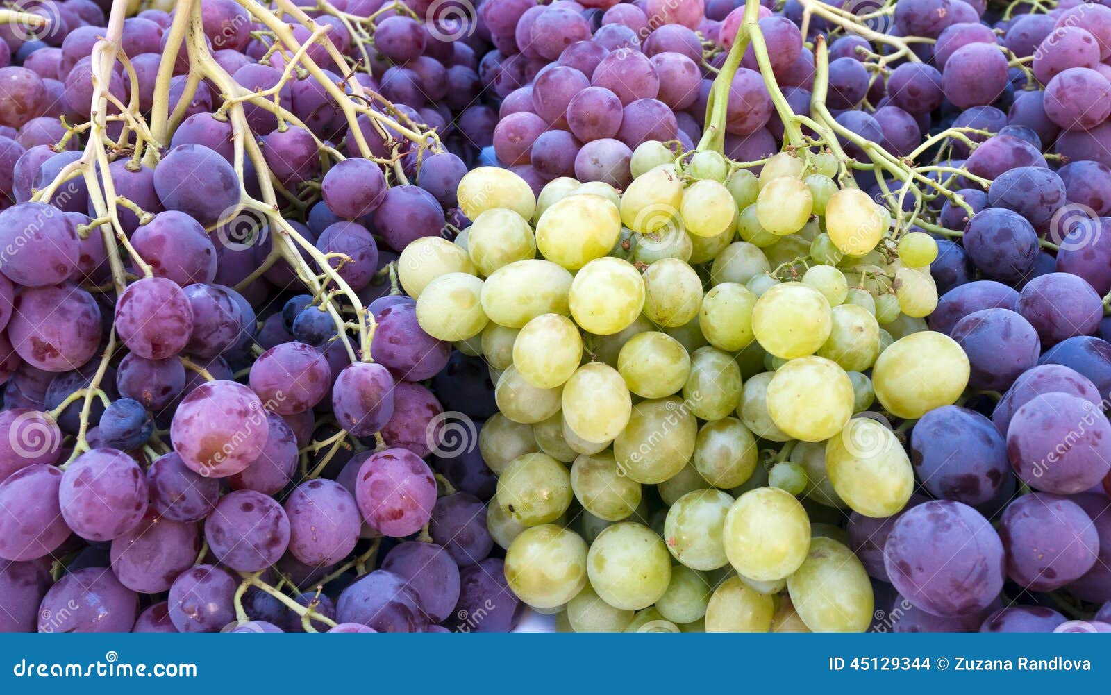 Red and white grapes stock photo. Image of fall, violet - 45129344