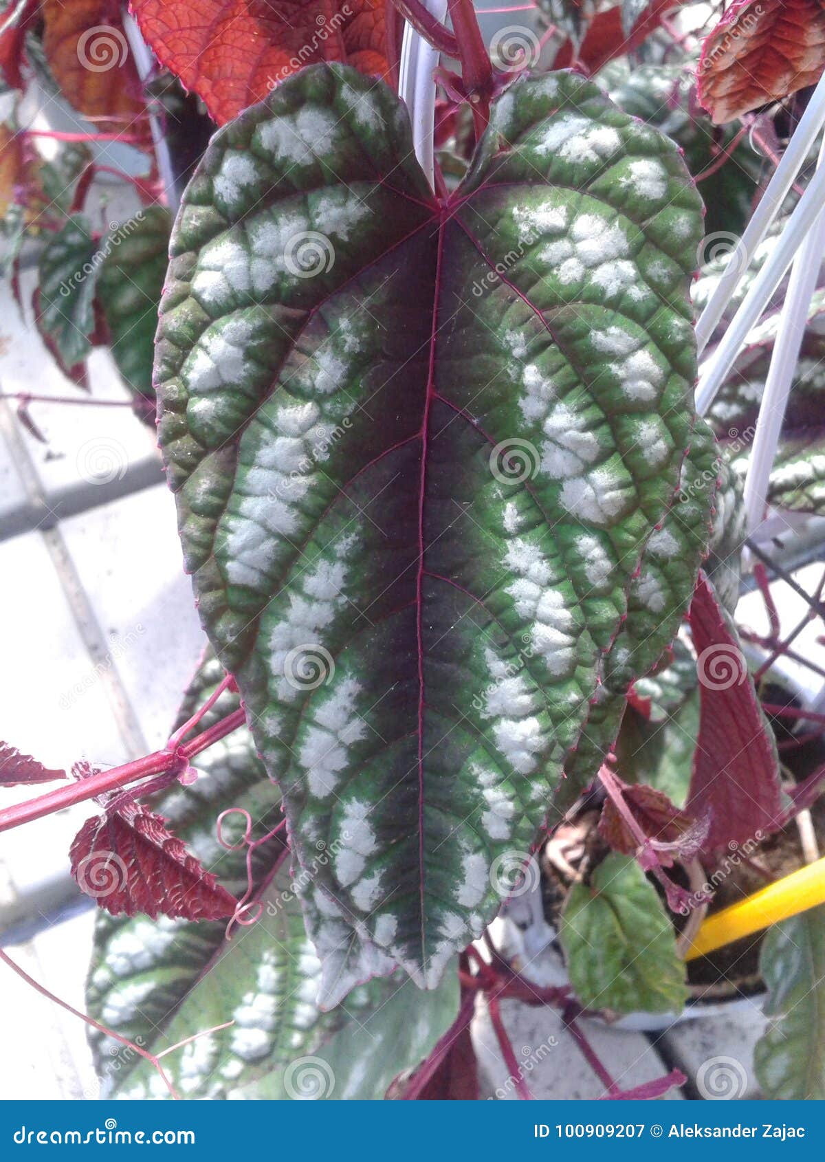 Strange Leaf Stock Images - Download 3,981 Royalty Free Photos