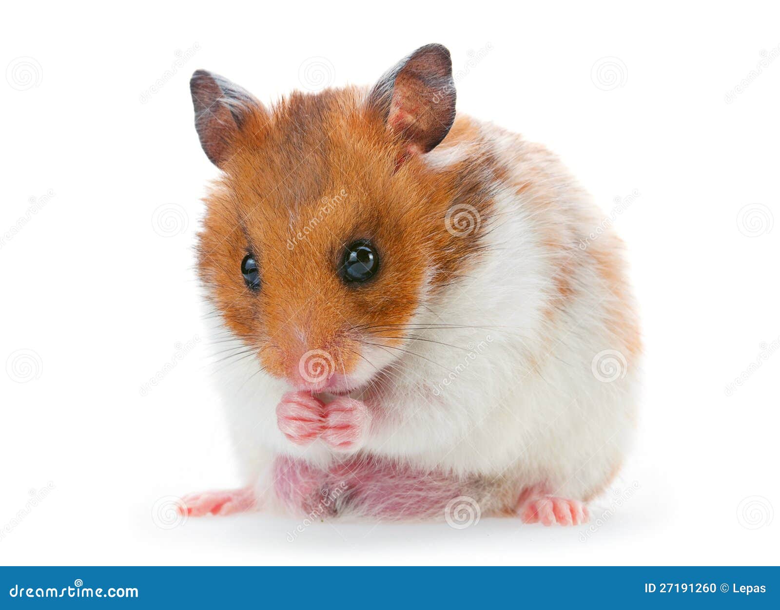 Red and white hamster stock photo. Image of shot, white - 27191260
