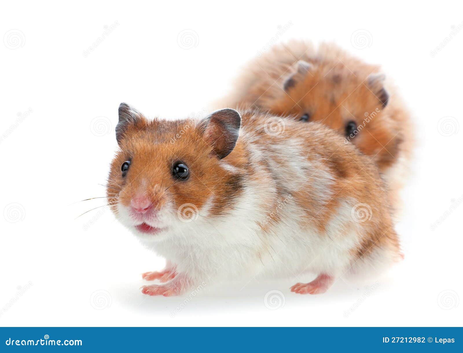 Red and white hamster stock photo. Image of animal, pets - 27212982